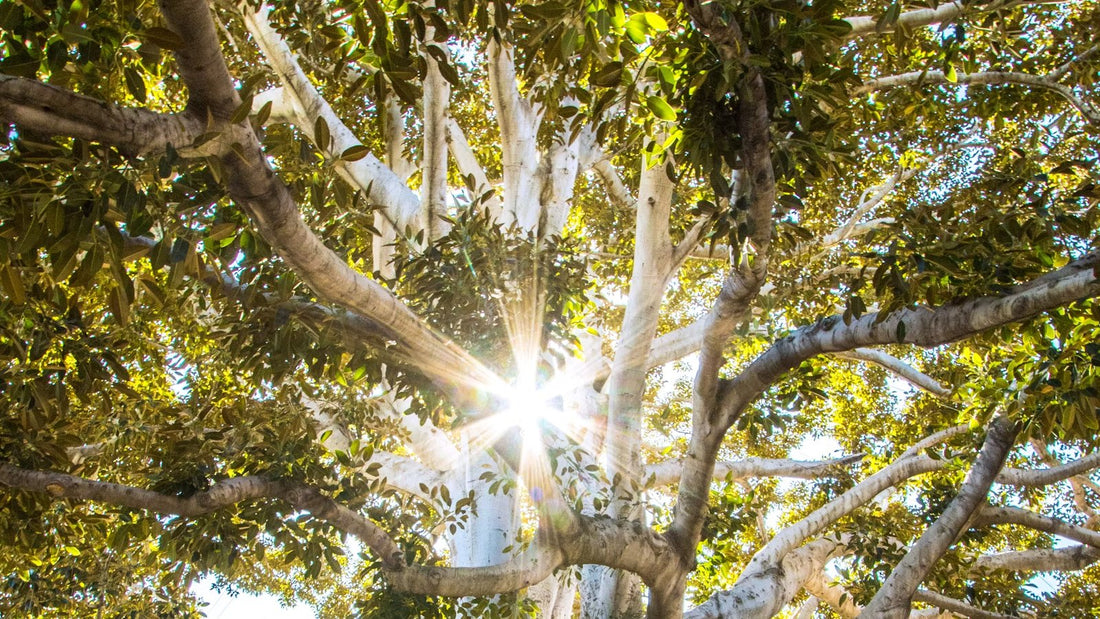 How Much Vitamin D Do You Need Through a Canadian Winter?