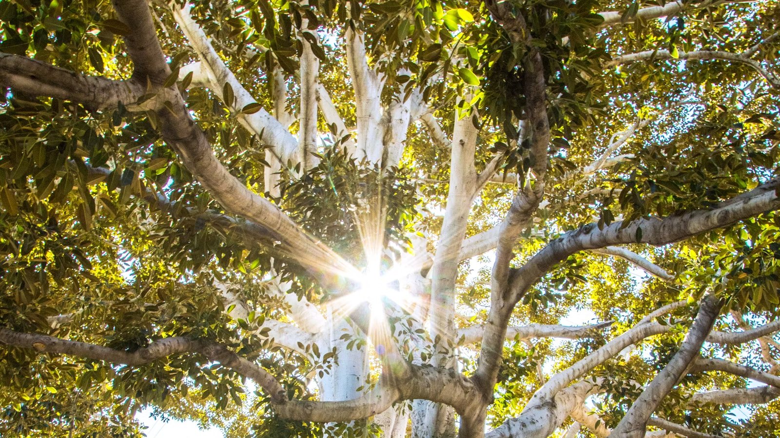 How Much Vitamin D Do You Need Through a Canadian Winter?