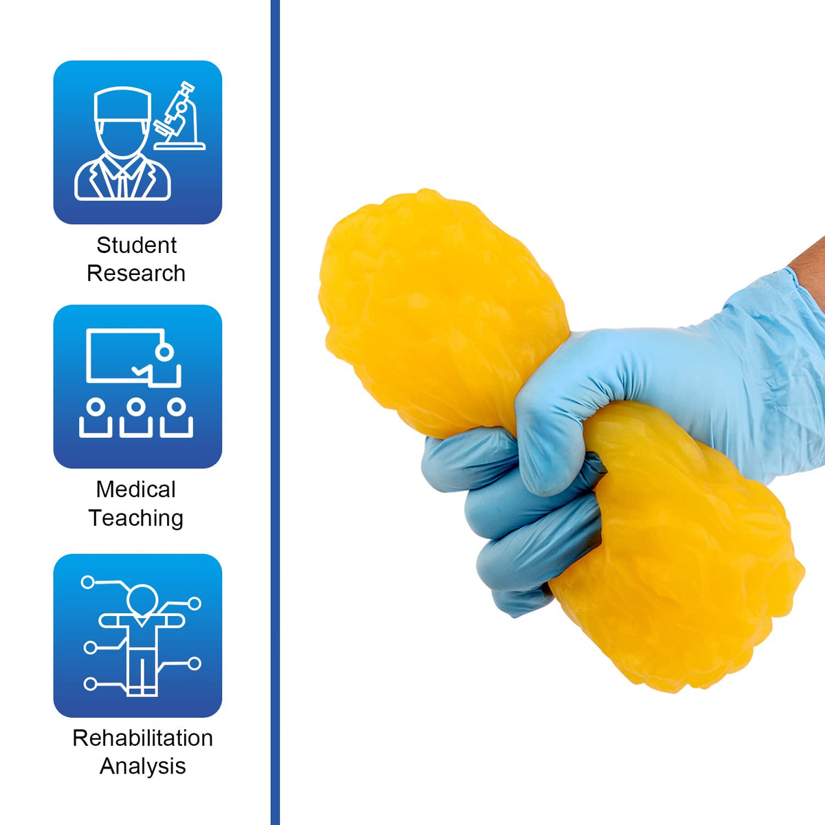 1 lb fat model for educational display