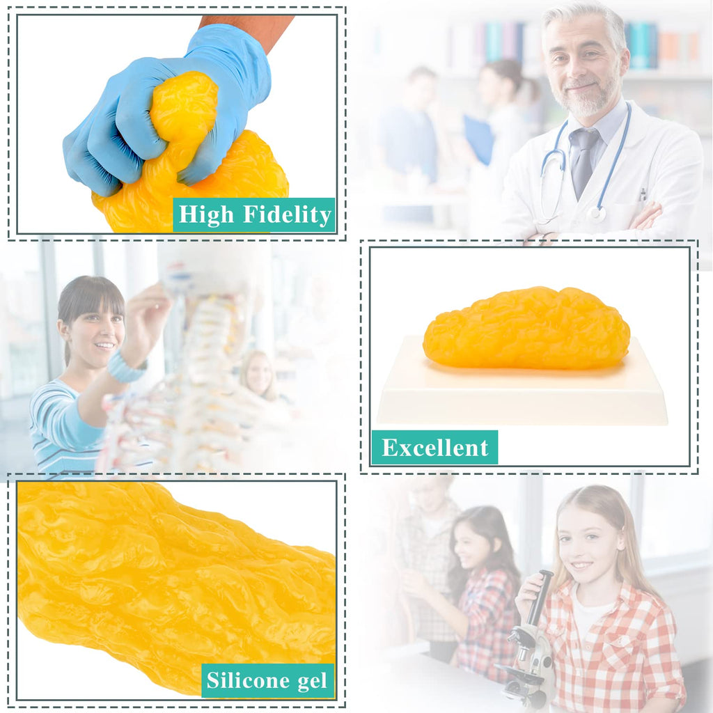 1 lb fat model for training