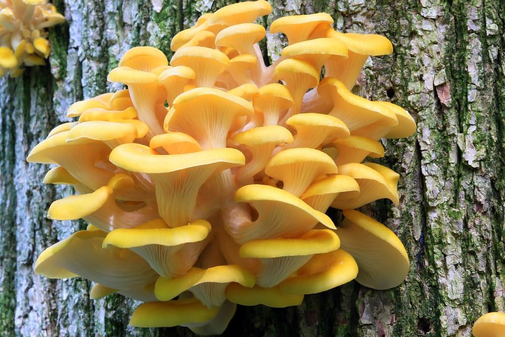 1 oz Golden Oyster mushroom culture