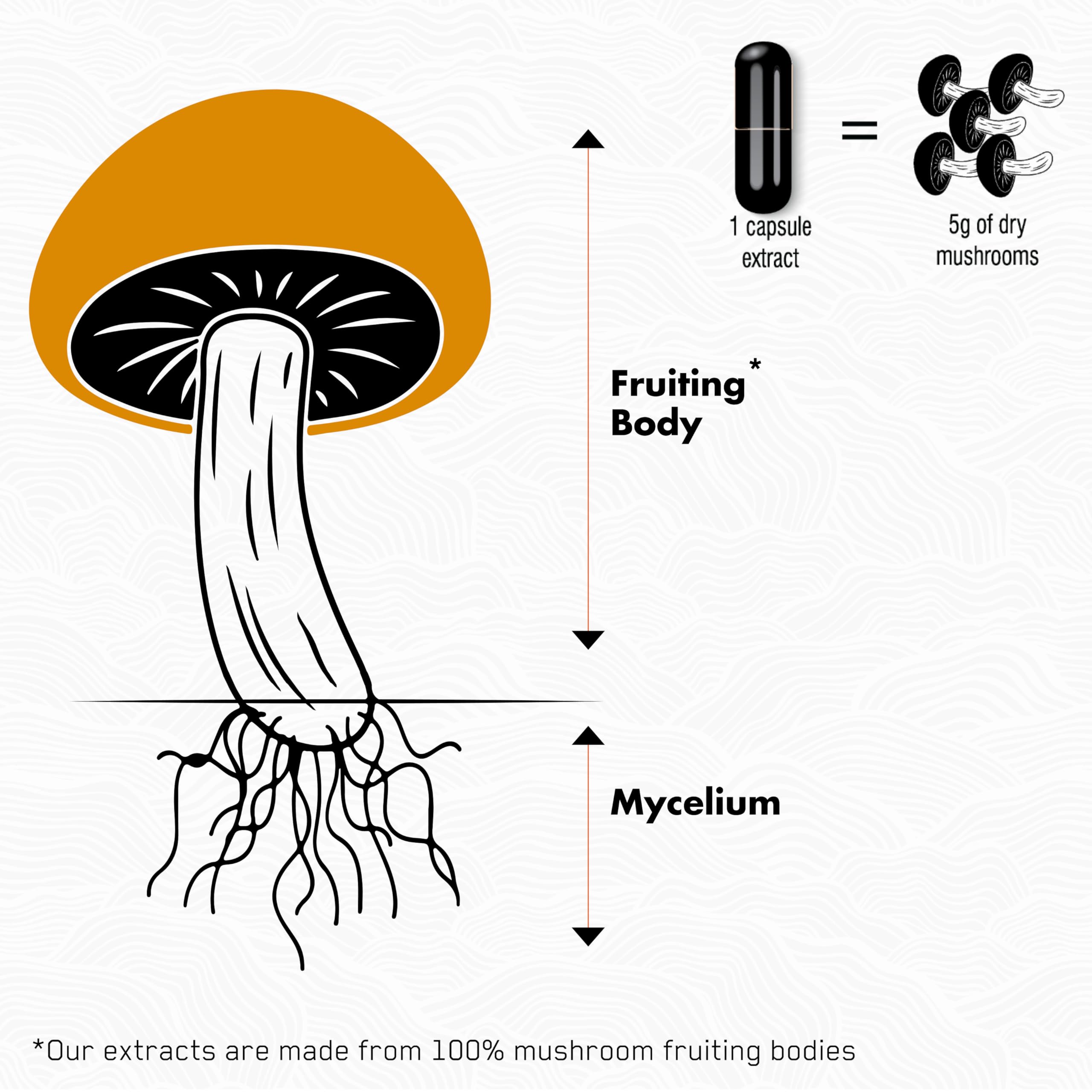 10:1 cordyceps extract benefits