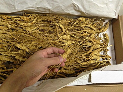 10-15 year aged ginseng