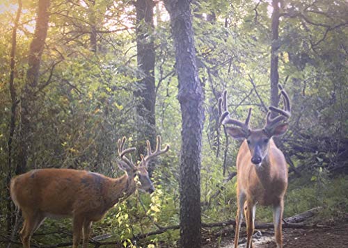 10 lb bag deer mineral mix