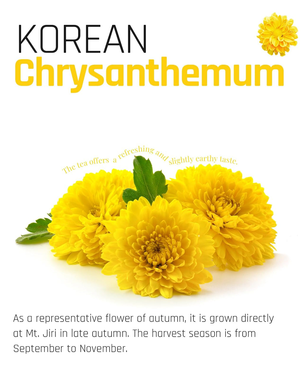 100 bags of chrysanthemum tea