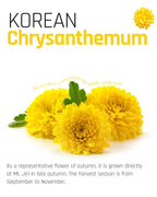 100 bags of chrysanthemum tea