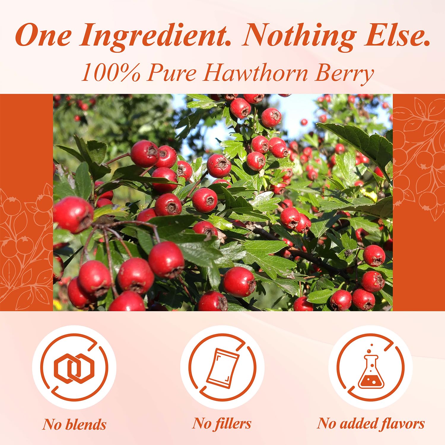 100 bags of hawthorn tea