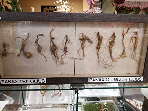 100% Canadian sourced ginseng extract