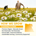 100 count chamomile tea bags