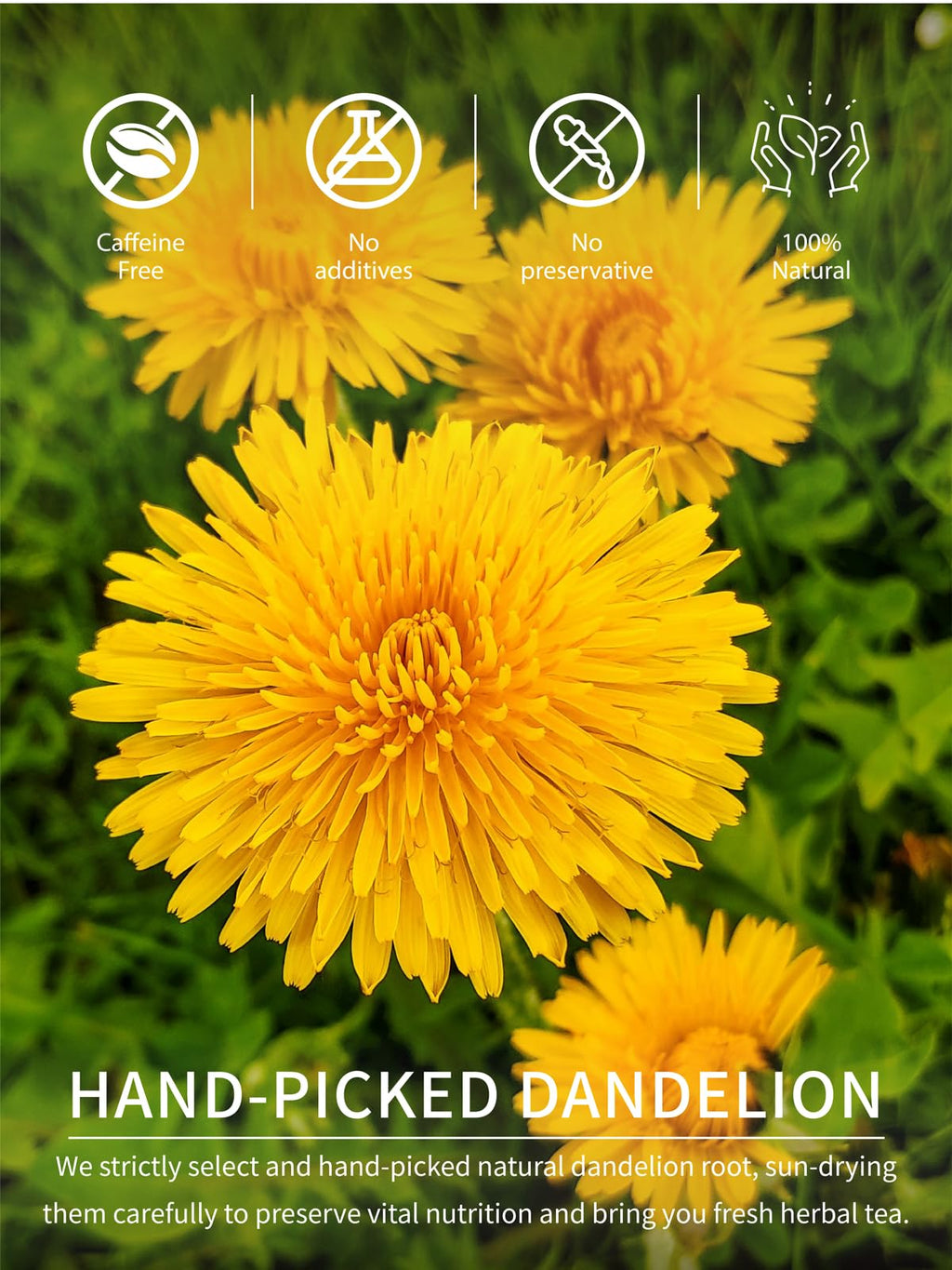 100 count dandelion tea bags