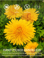 100 count dandelion tea bags