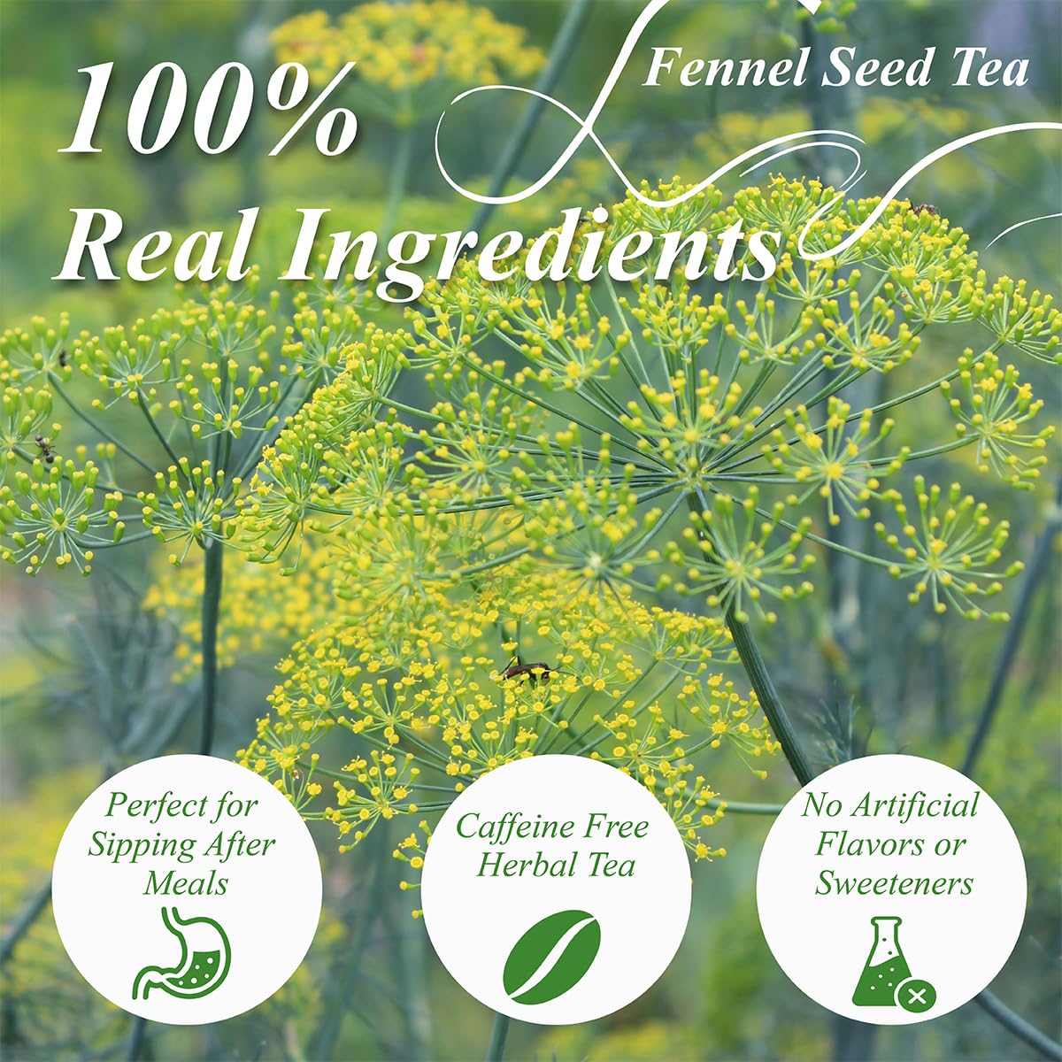 100 count fennel tea bags