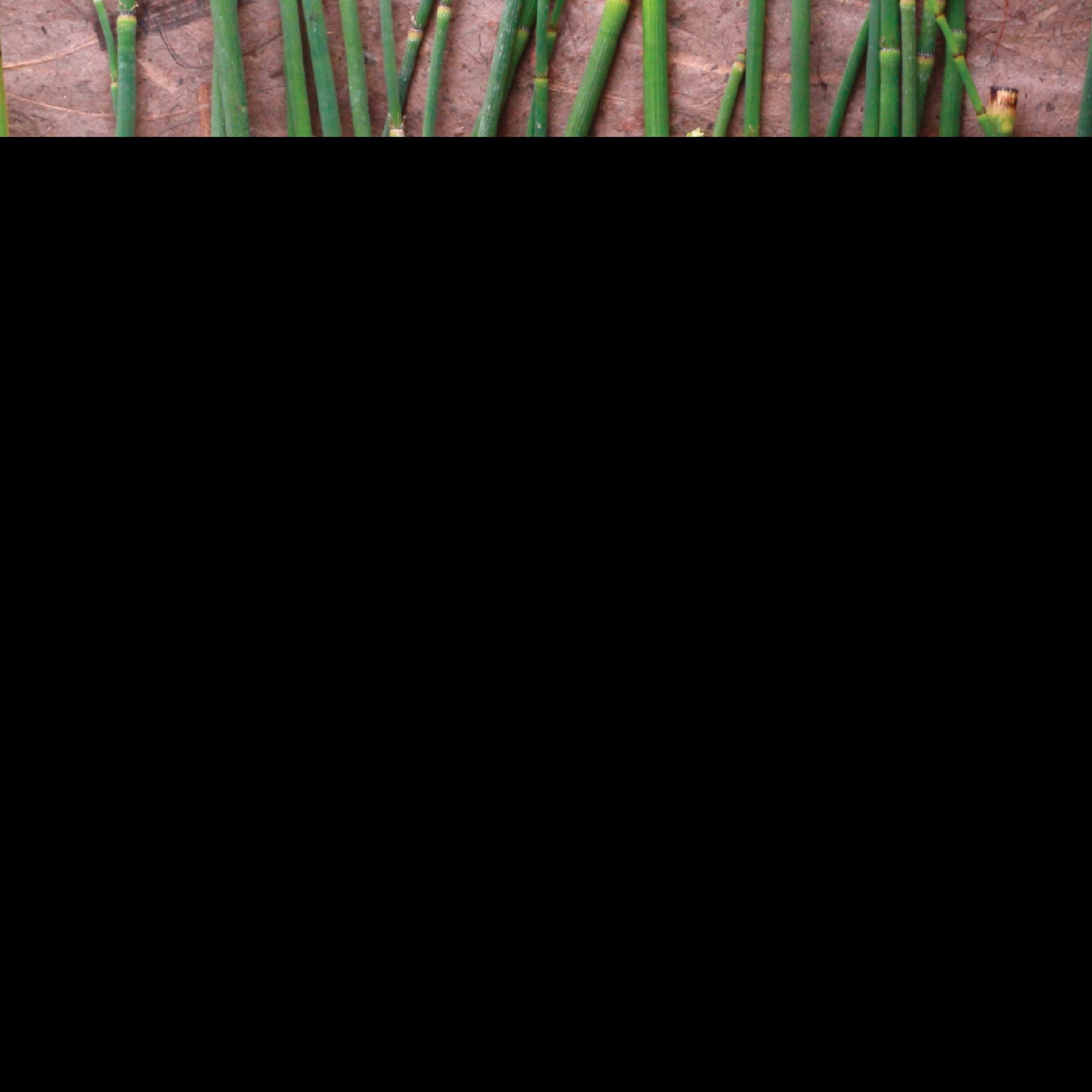 100 count horsetail supplement benefits