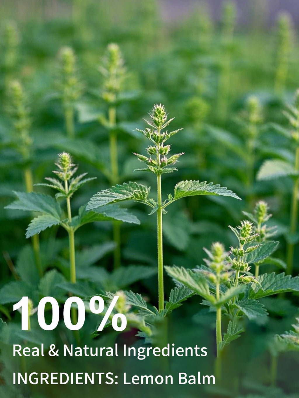 100 count lemon balm tea bags