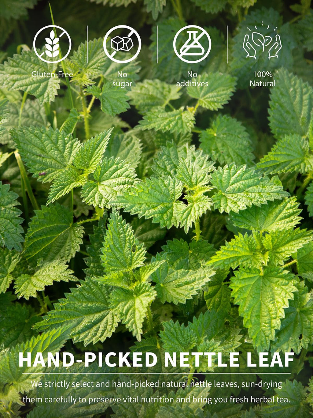 100 count nettle leaf tea