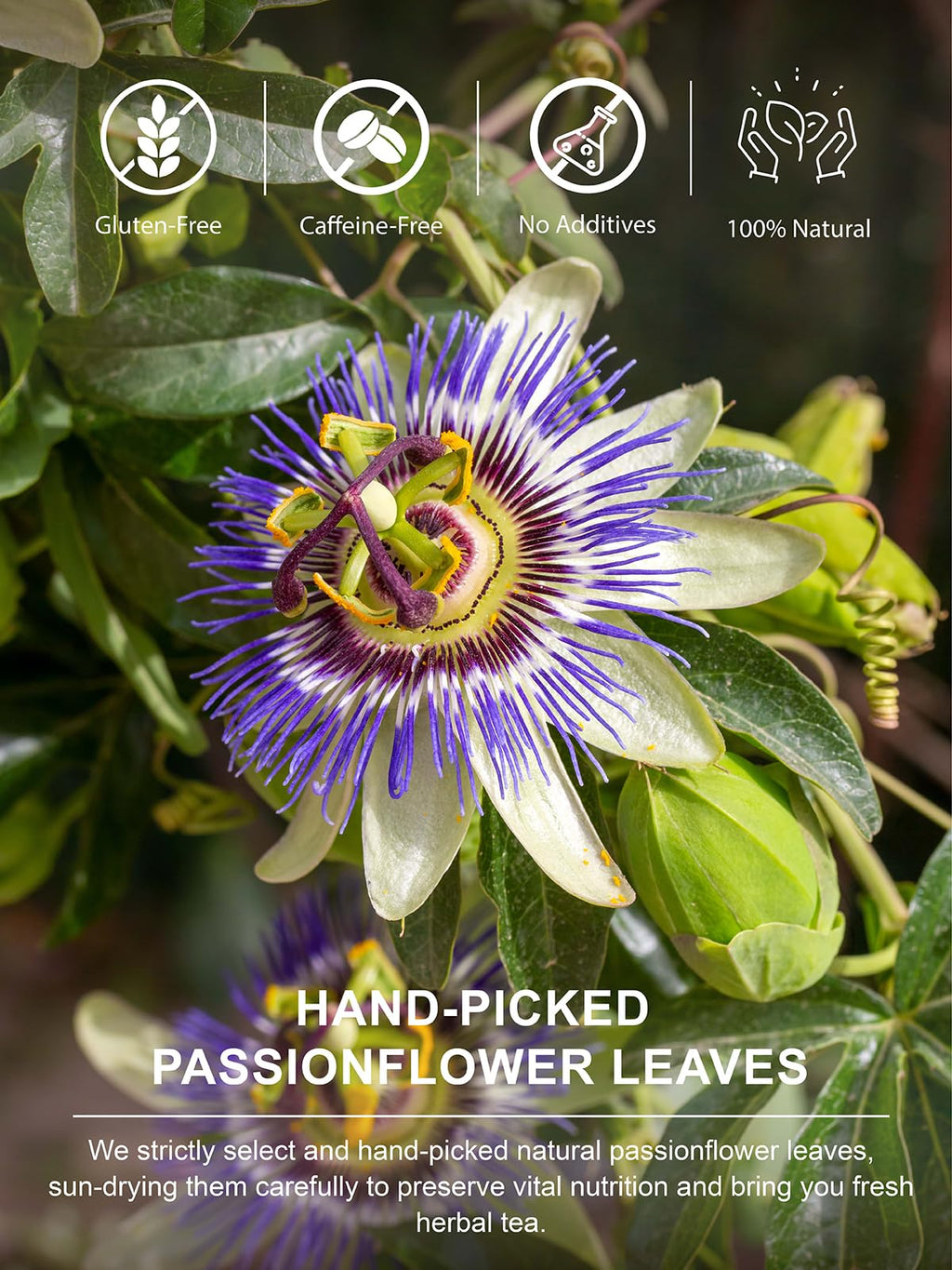 100 count passionflower tea bags