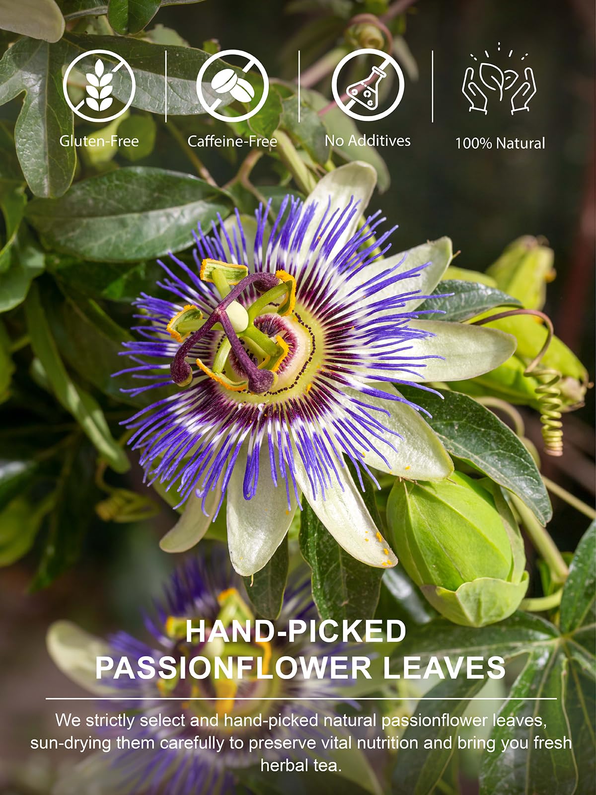 100 count passionflower tea bags