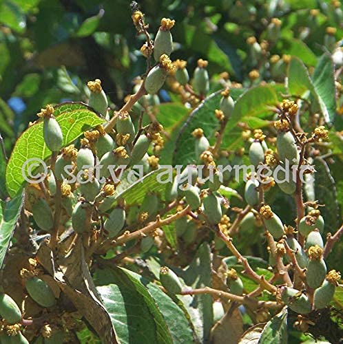 100 gm Lodhra supplement for health