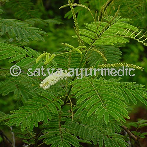 100 gm vitamin and mineral blend