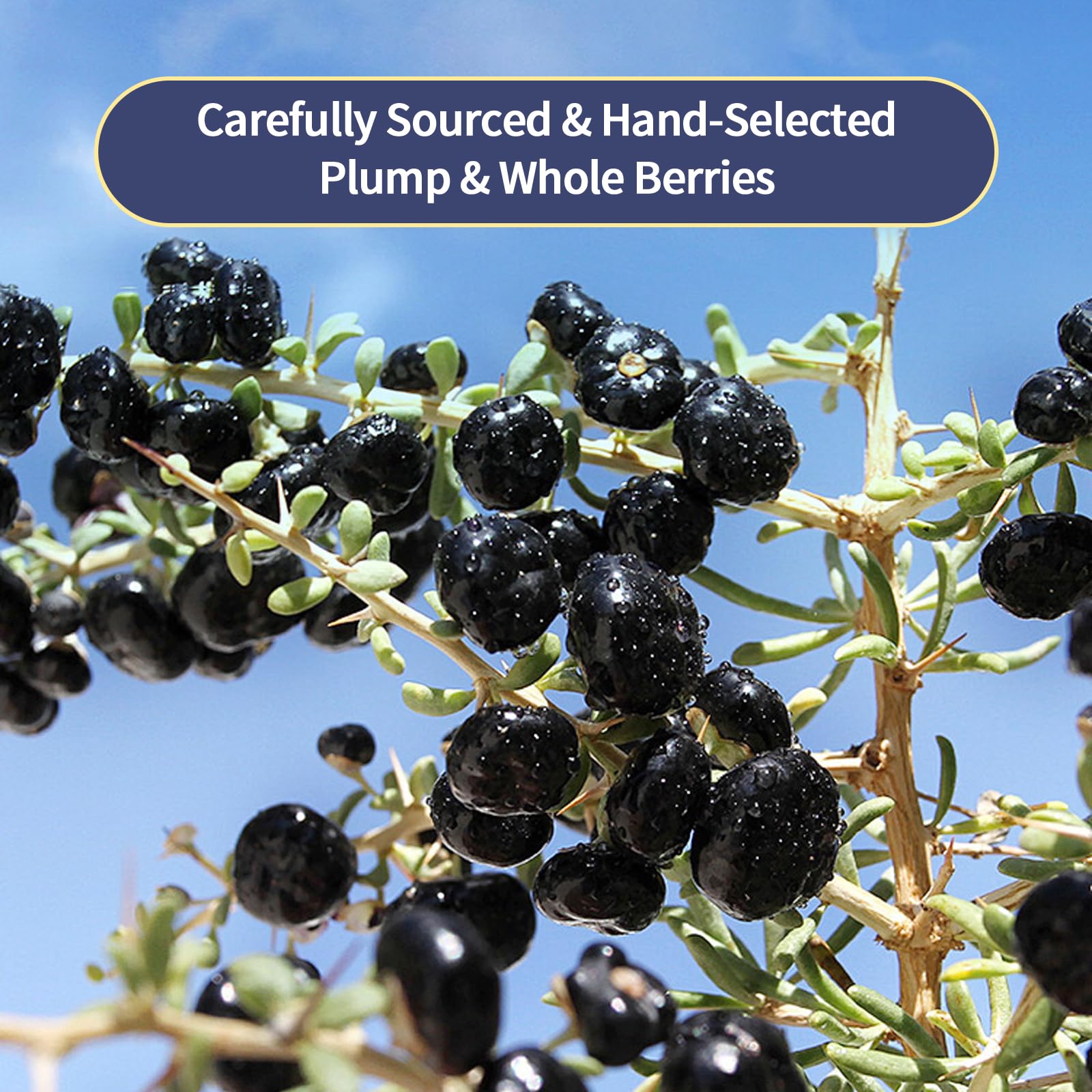 100% natural black goji berries