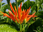 100% natural Muicle herbal infusion