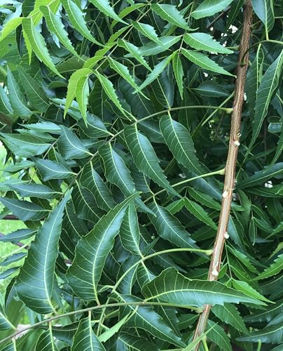 100% natural neem leaves benefits