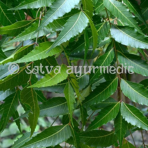 100% organic neem leaf powder