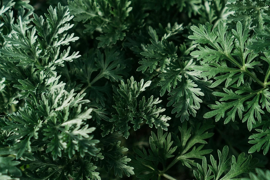 100% organic wormwood herb