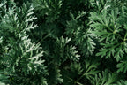 100% organic wormwood herb