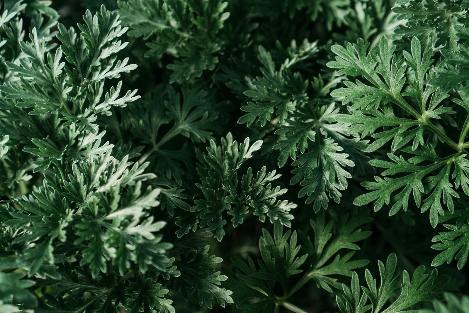 100% organic wormwood herb