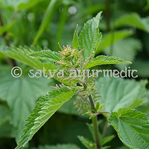 100% pure nettle supplement