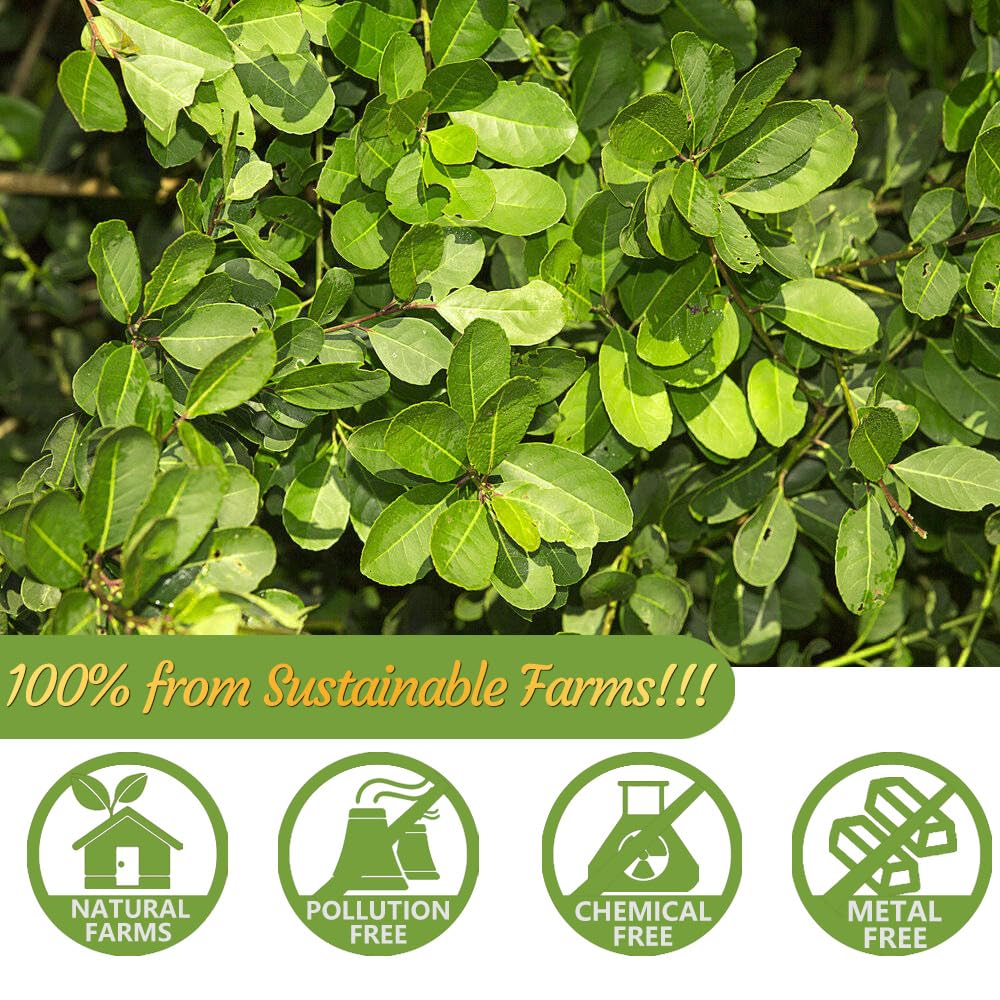 100% pure yerba mate tea