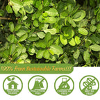 100% pure yerba mate tea
