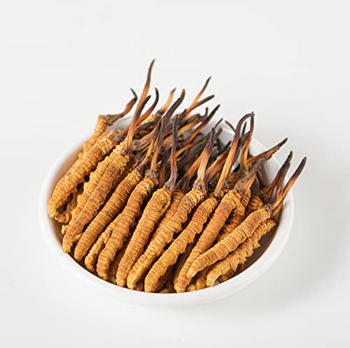 100% wild cordyceps sinensis benefits