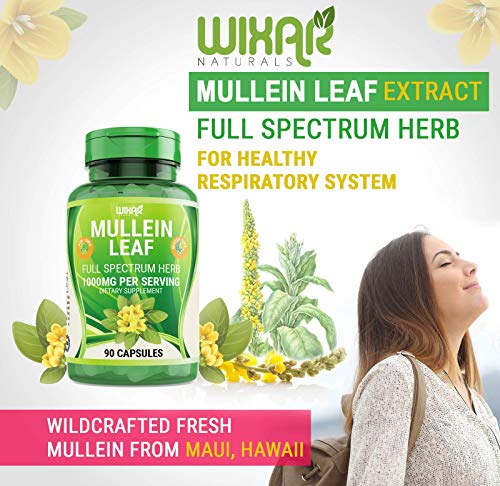 1000 mg mullein for better breathing