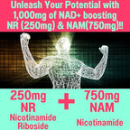 1000 mg Nicotinamide Riboside benefits