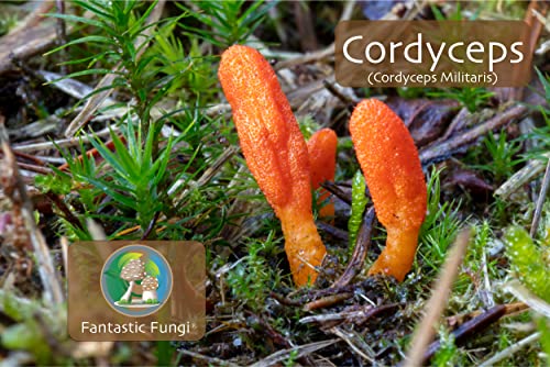 100g cordyceps mushrooms for daily use