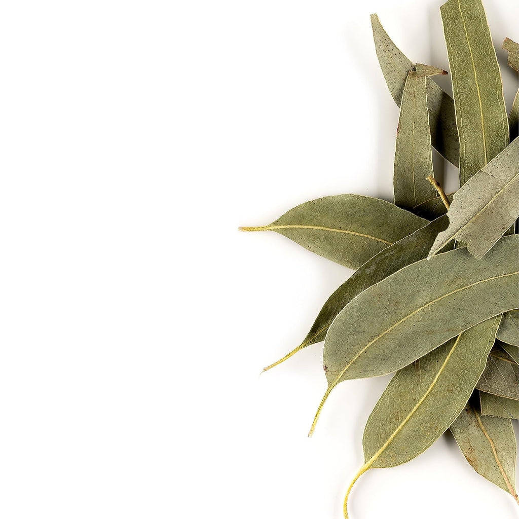100g eucalyptus leaves for tea blends