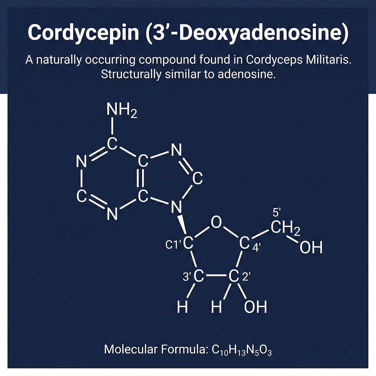 100g pack of cordyceps mushroom powder