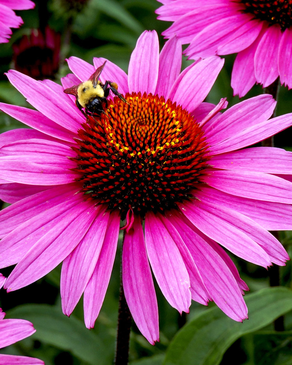 12-week echinacea immune enhancement