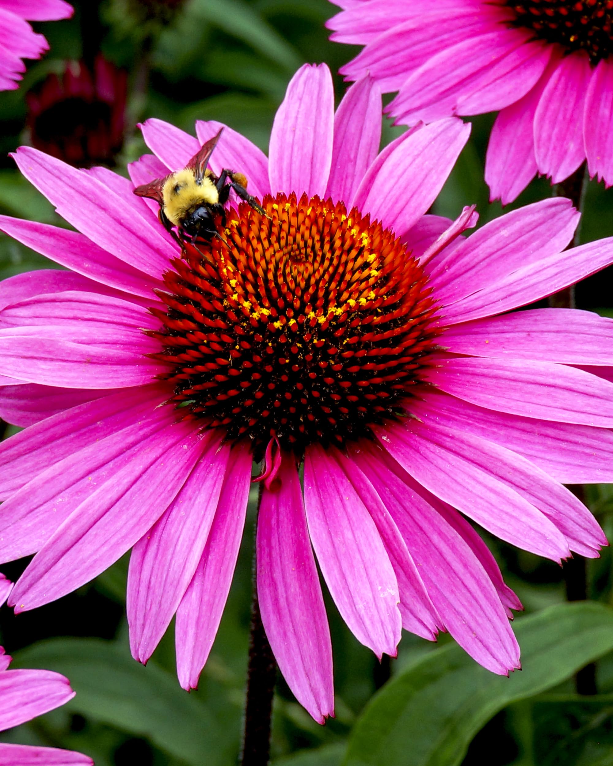 12-week echinacea immune enhancement