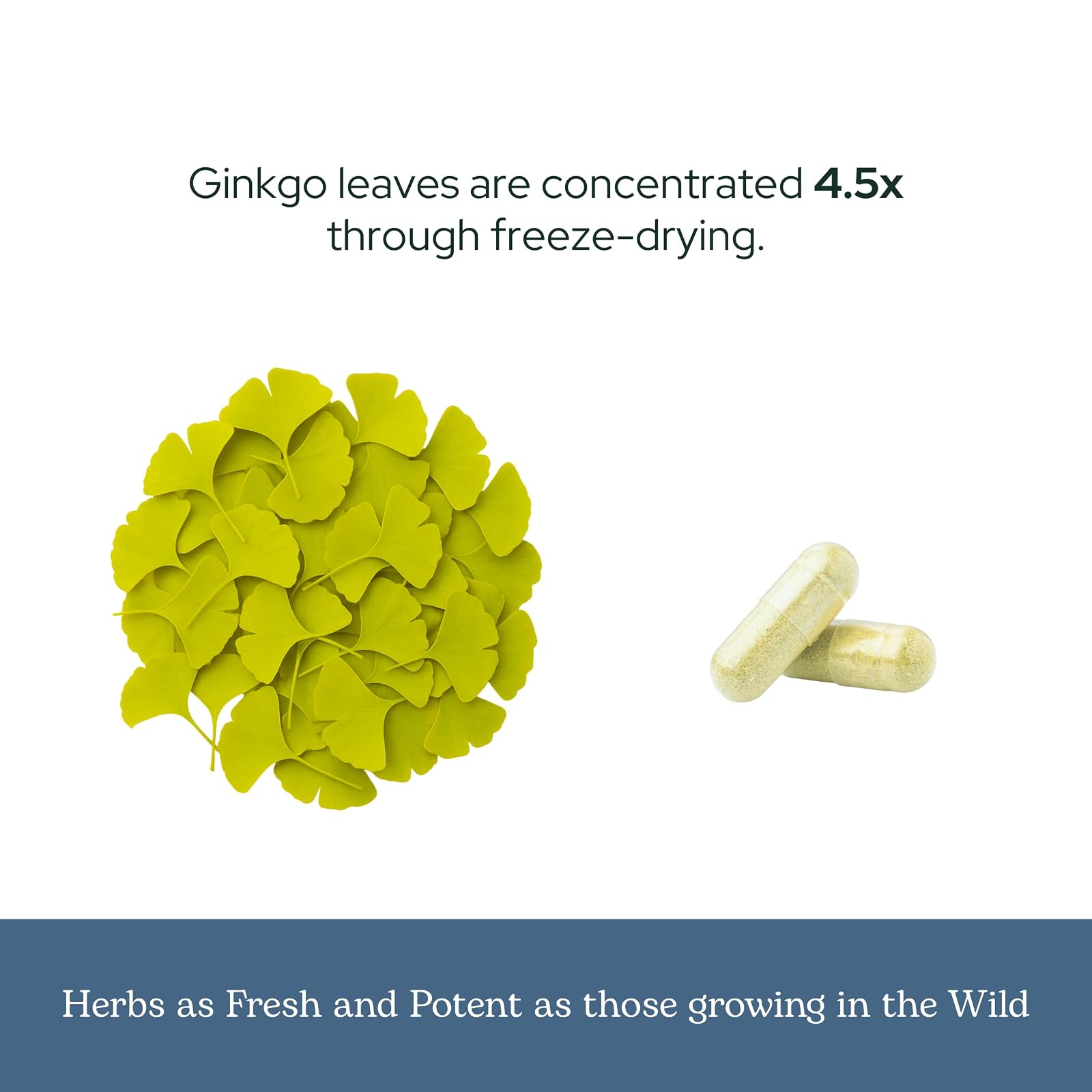 120 capsules of Ginkgo Biloba extract