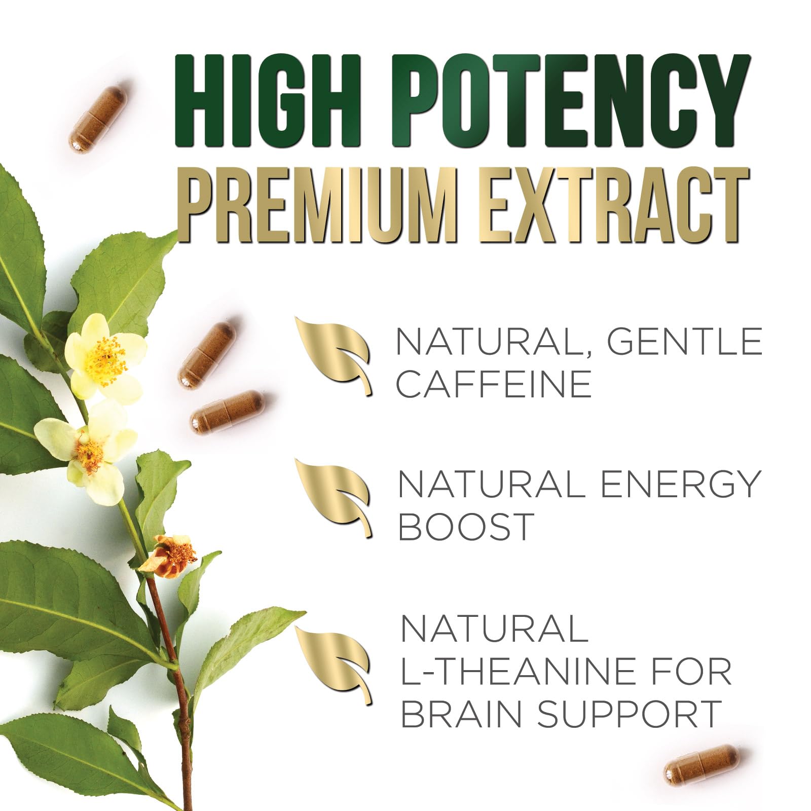 120 capsules of green tea extract