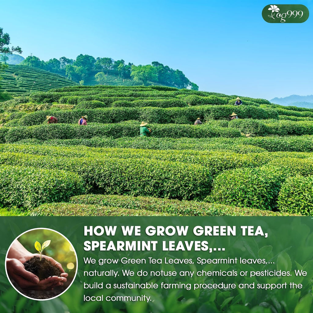 120 count green tea bag pack