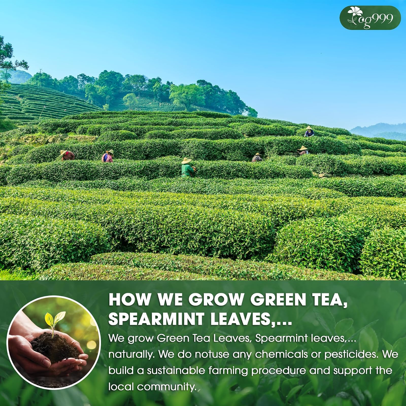 120 count green tea bag pack