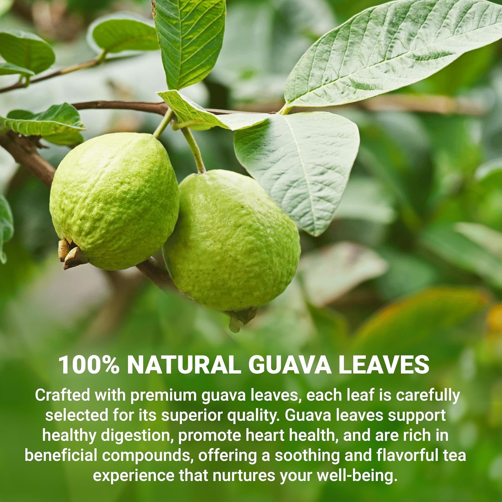 120 count guava leaf tea bags