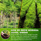 120 count herbal tea bags