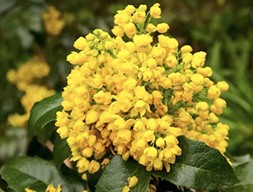 1200mg berberine per serving
