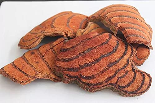16 oz Caulis MILLETTIAE echinacea extract