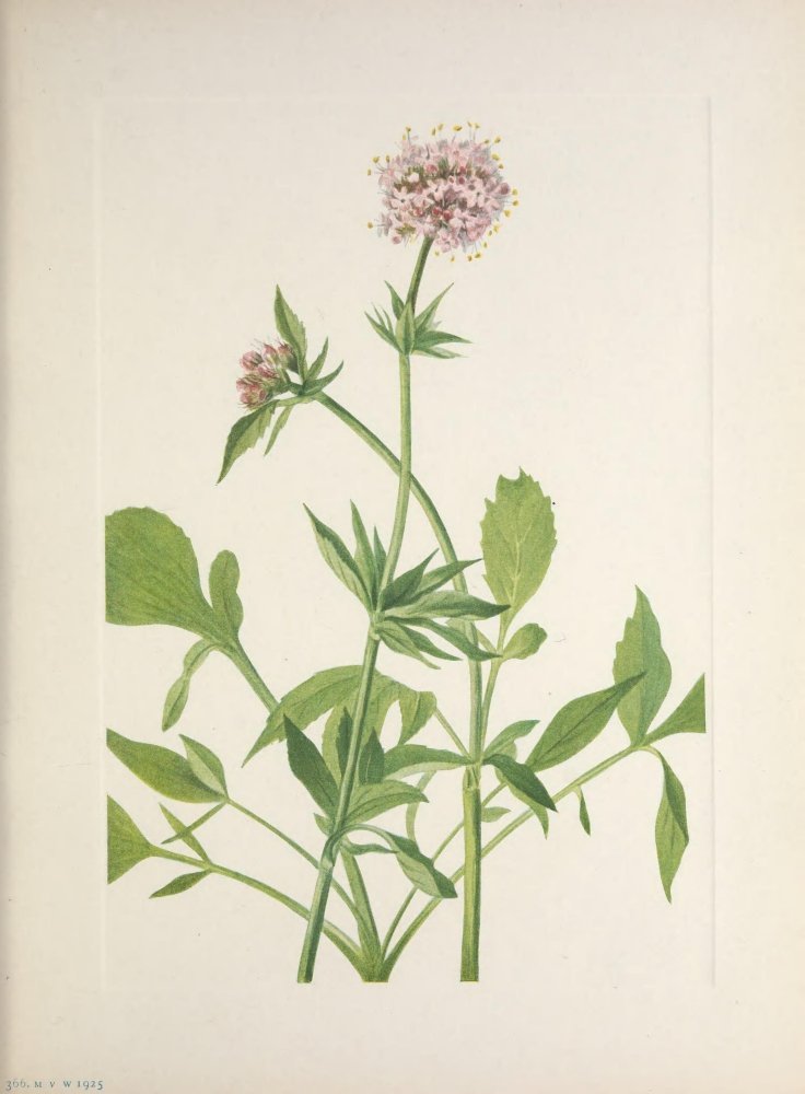 18x24 valerian wall art